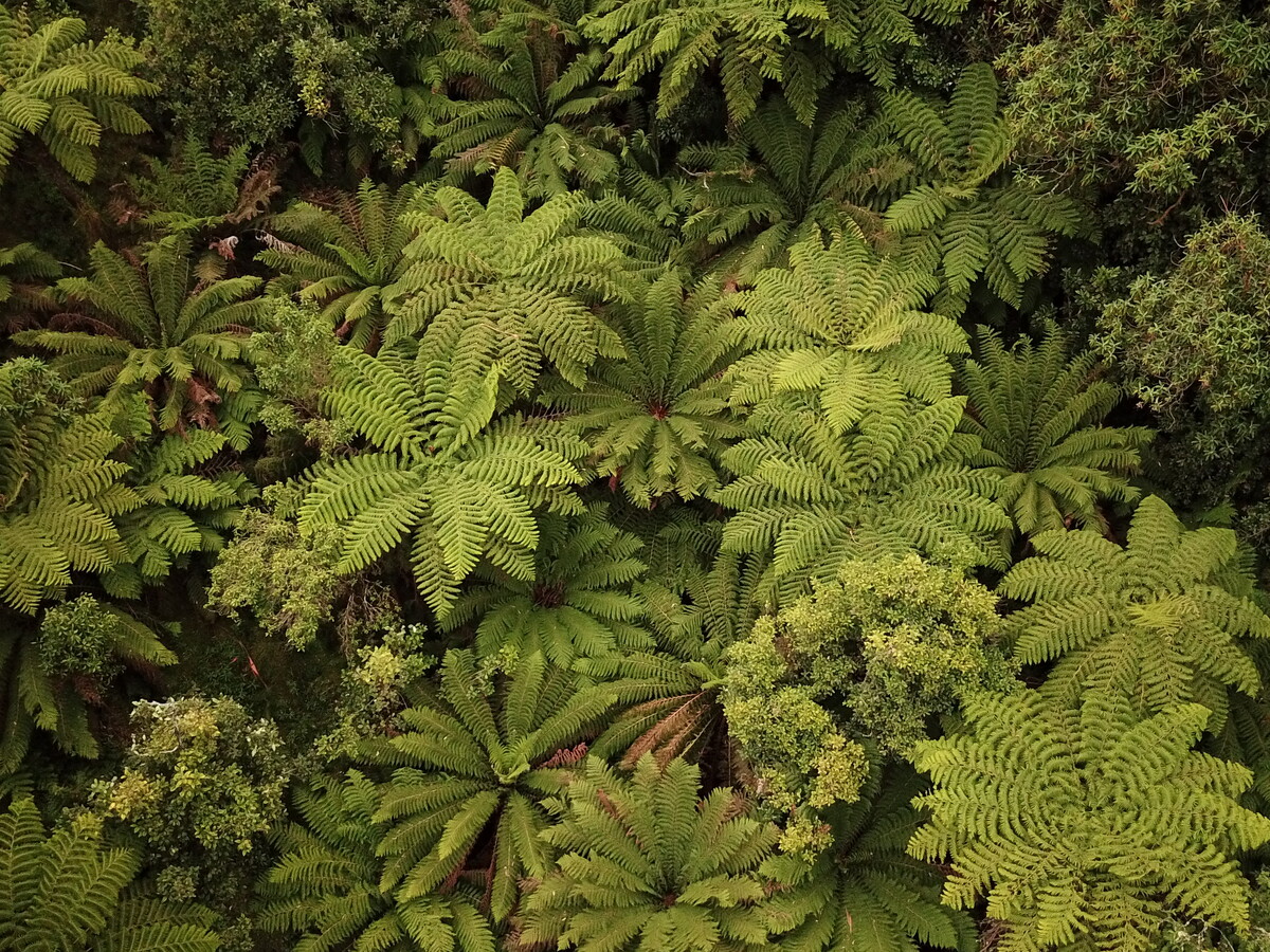 Last stand for Endangered tree ferns - Biodiversity Legacy