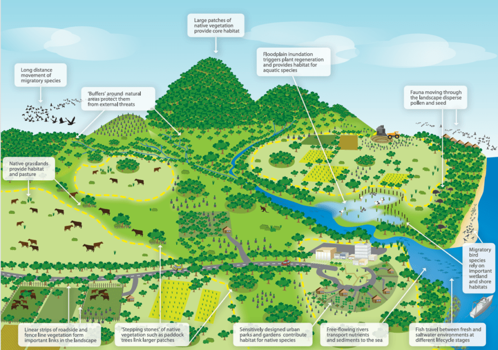 Connectivity conservation, wildlife corridors and biolinks